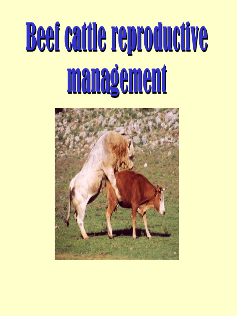 5-Beef Cattle Reproduction NX | PDF | Cattle | Livestock