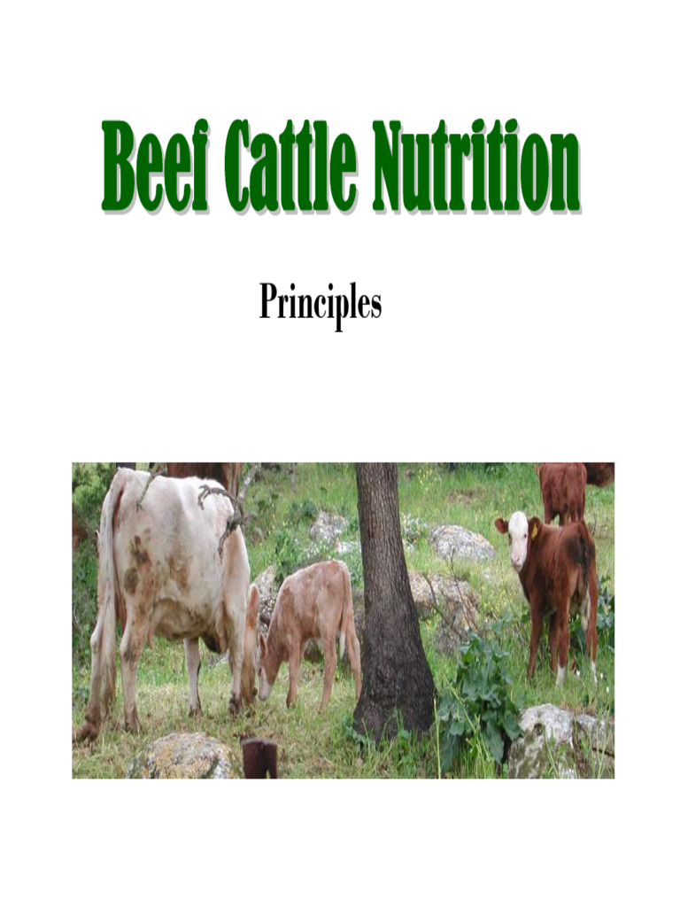 4-Beef Cattle Nutrition NXPow | PDF | Cattle | Dairy Cattle
