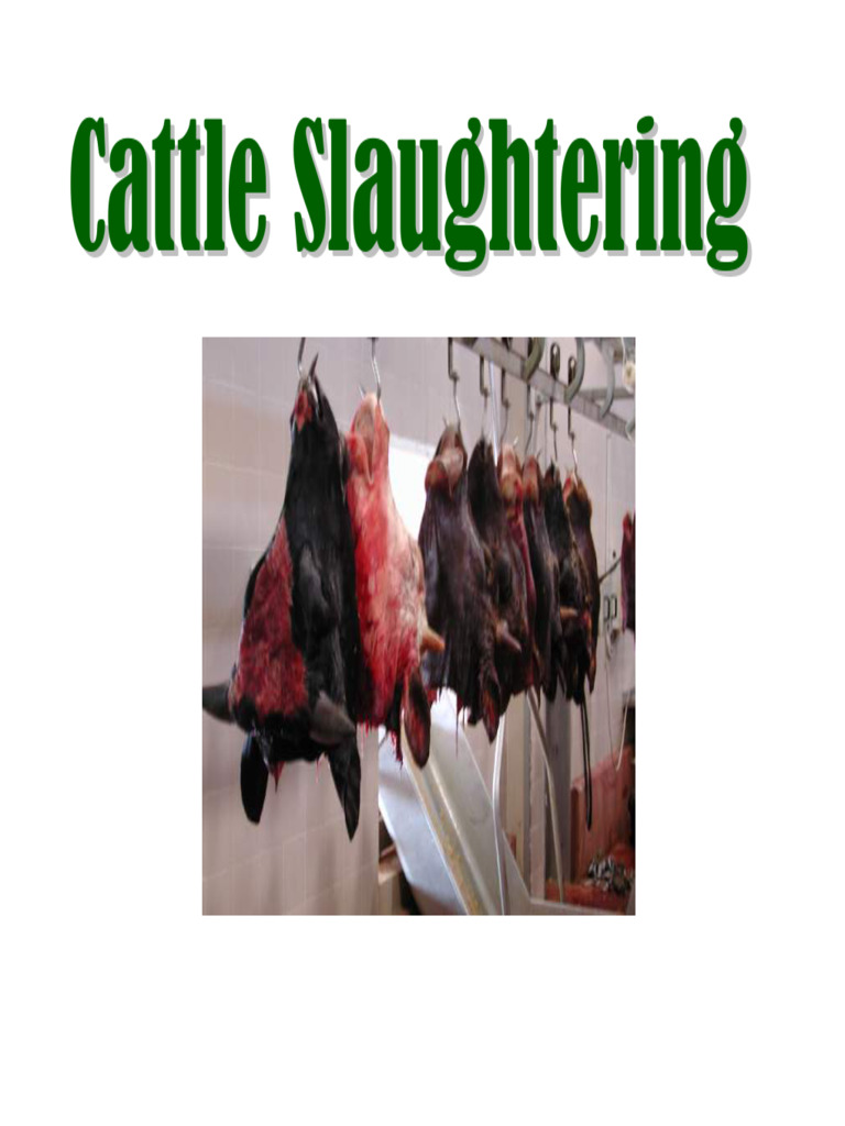 Cattle Slaughtering Process Overview | PDF | Animal Killing | Animal Rights