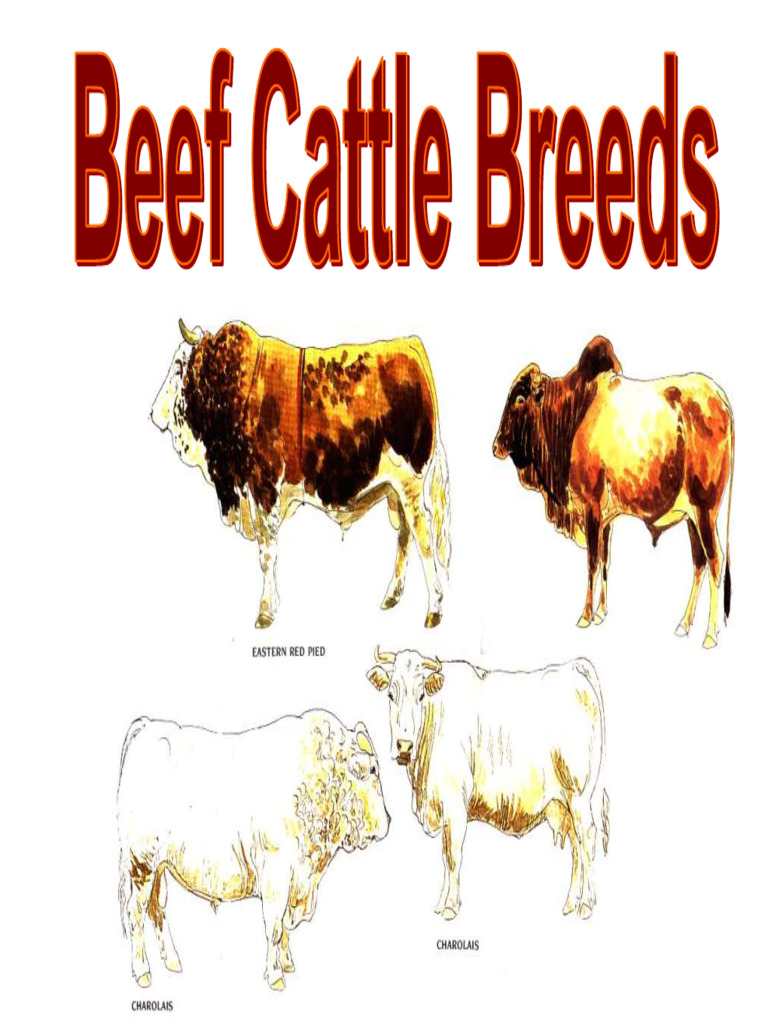 2-Beef Cattle Breeds1 NXPower | PDF | Cattle | Animal Breeds