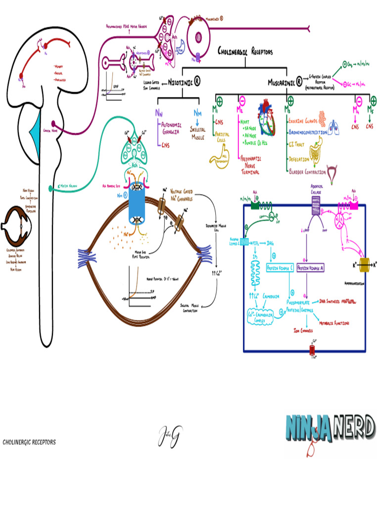 Autonomic Nervous System Cholinergic Receptors Atf | PDF
