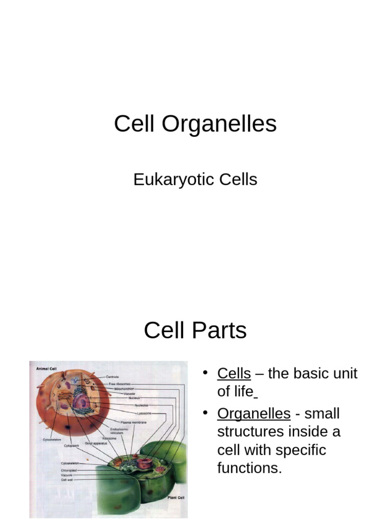 Cell-Organelles-Review | PDF | Cell Nucleus | Cell (Biology)