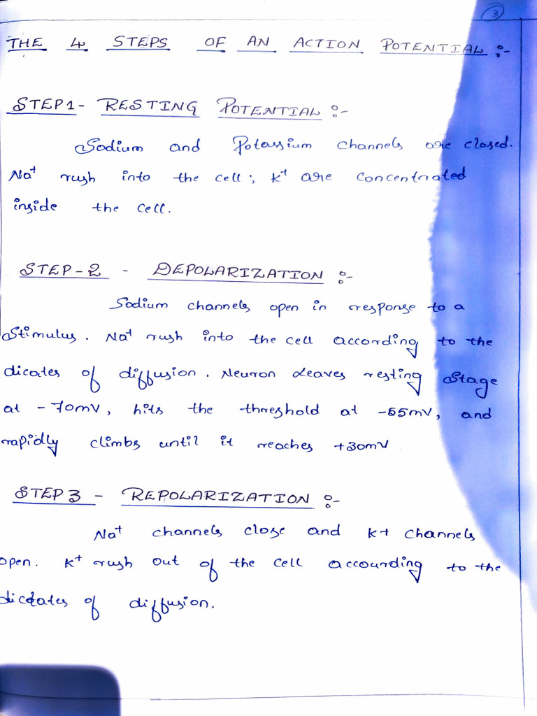 Action Potential Steps Explained | PDF