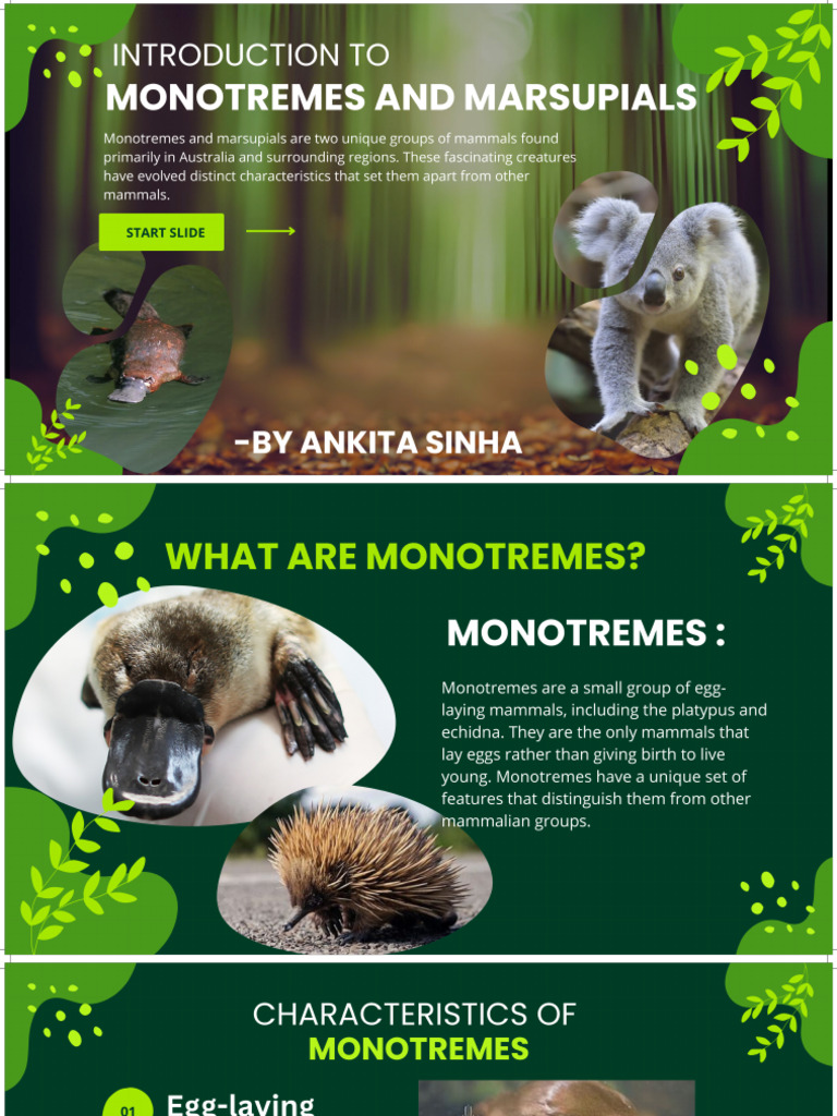 Introduction To Monotremes and Marsupials Presentation - 20240628 ...