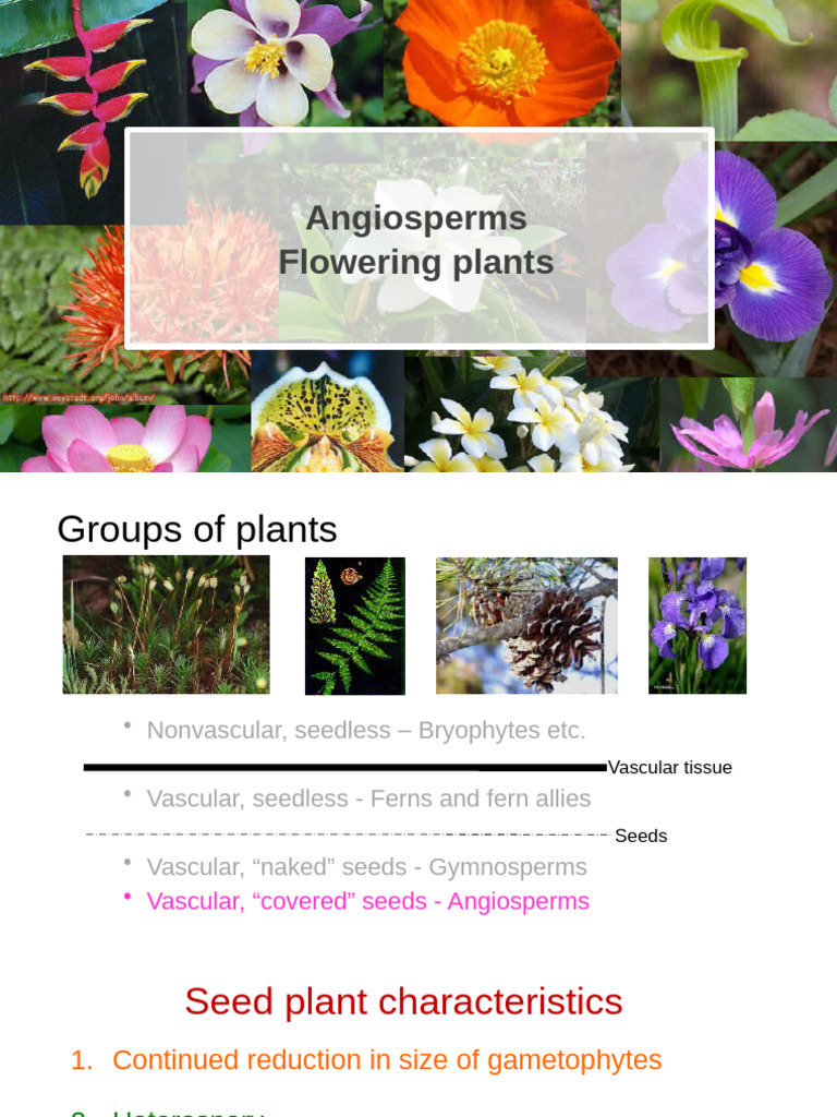 Unit 3d - Seed Plants Angiosperms Compressed | PDF | Fertilisation ...