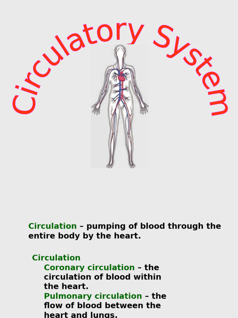 Understanding the Circulatory System | PDF | Heart | Artery