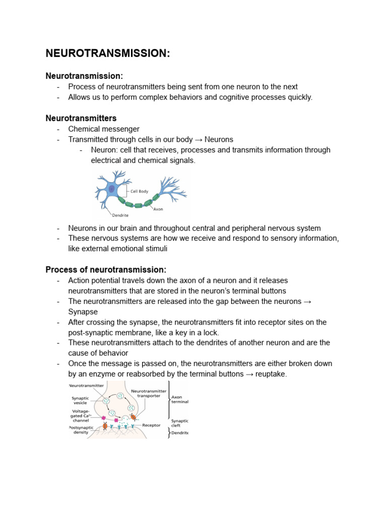 Neurotransmission | PDF | Neurotransmitter | Neuron