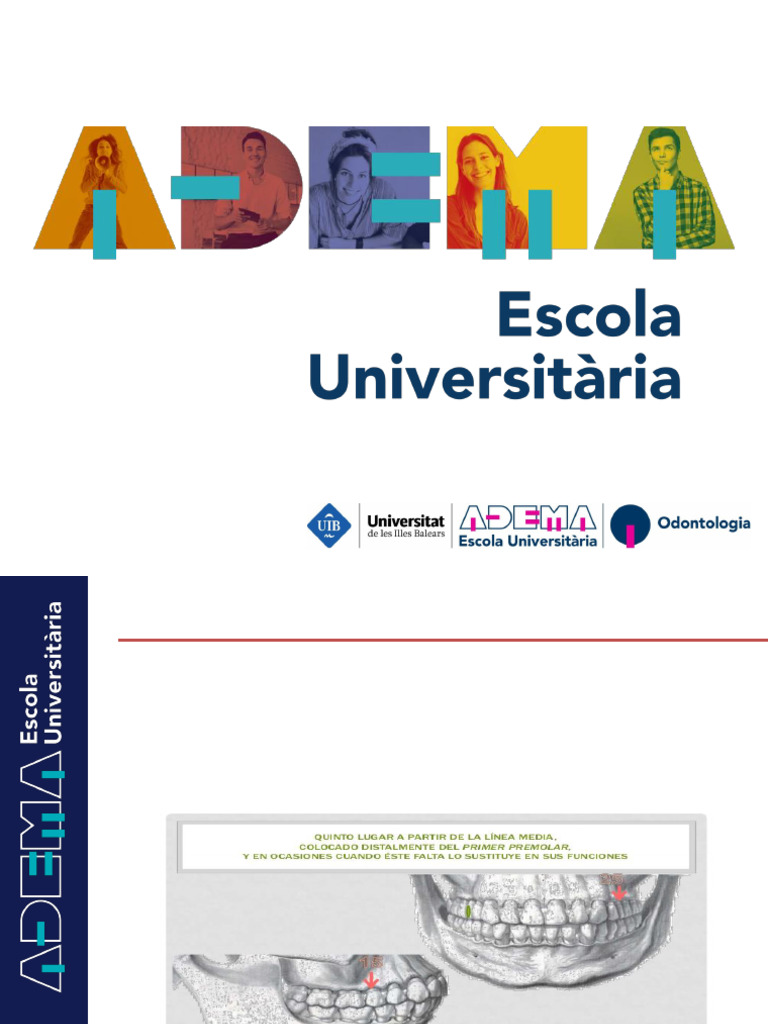 Estudio del Segundo Premolar Maxilar | PDF | Boca | Anatomia dental