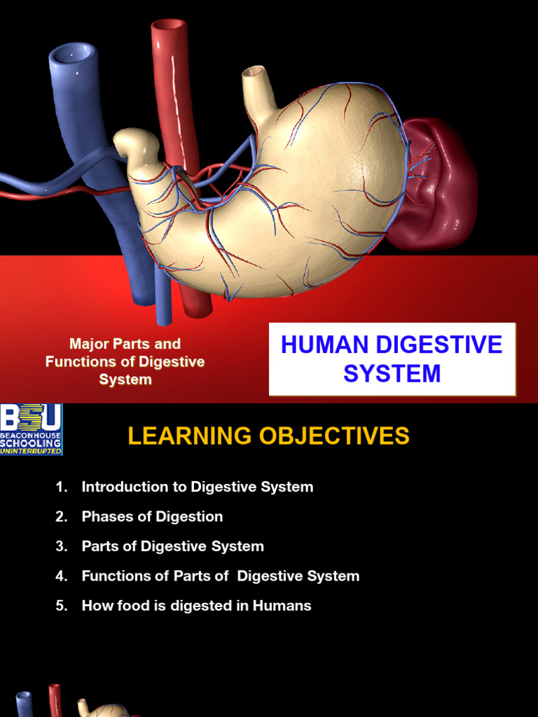 Human Digestive System-New | PDF | Digestion | Human Digestive System