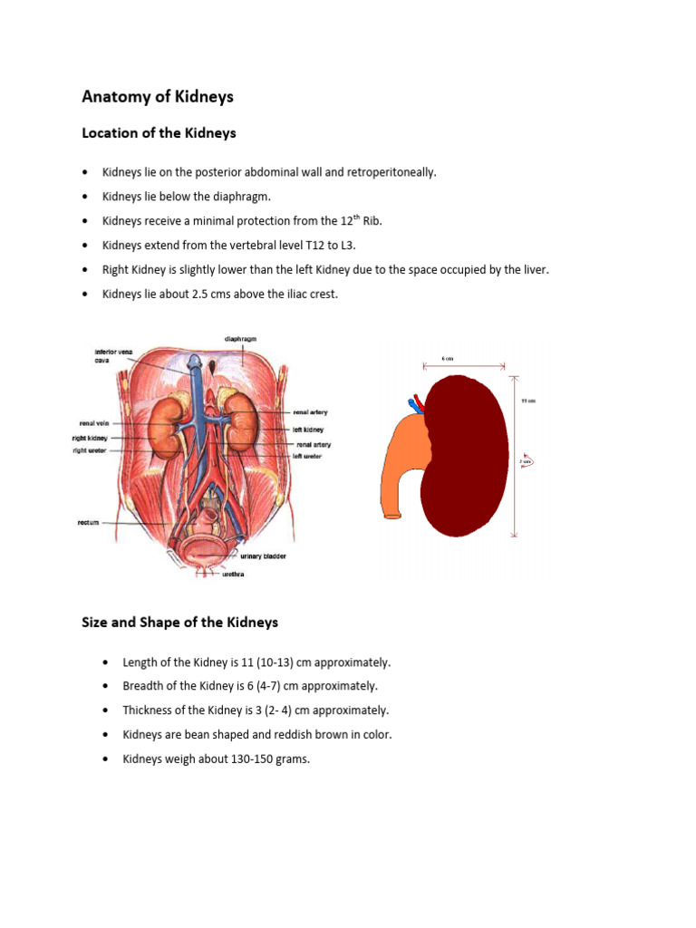 Anatomy of Kidneys | PDF | Kidney | Vein