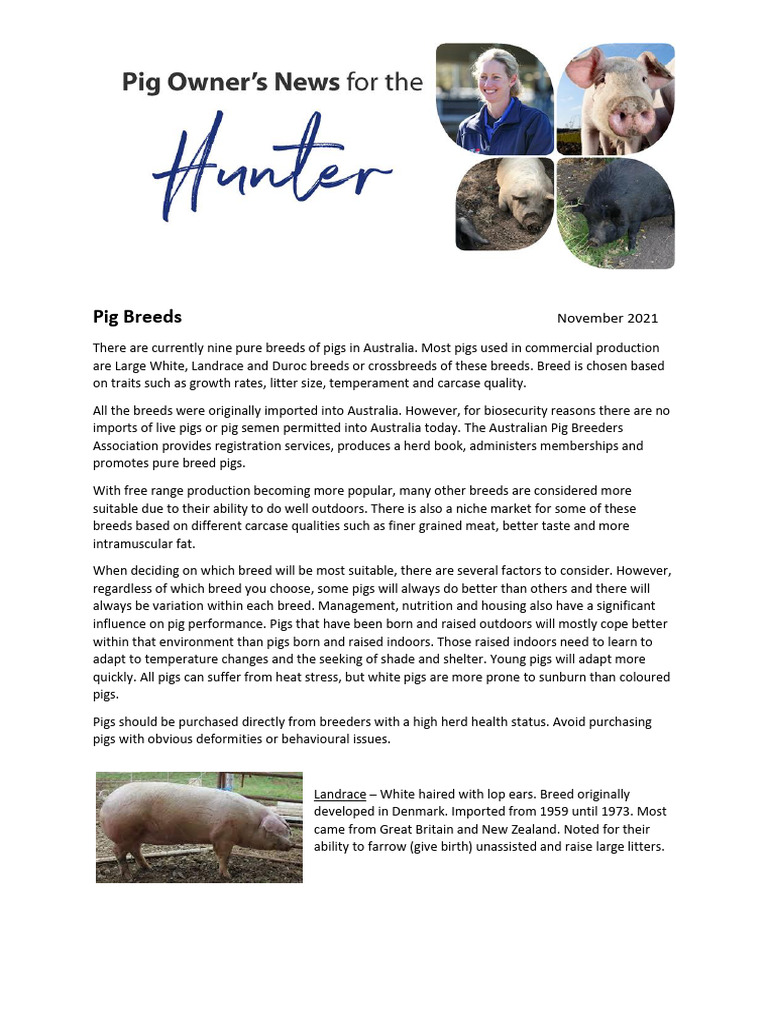 Pig Newsletter 20 Pig Breeds | PDF | Pig | Domesticated Animals