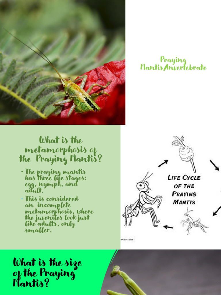 Praying Mantis | PDF