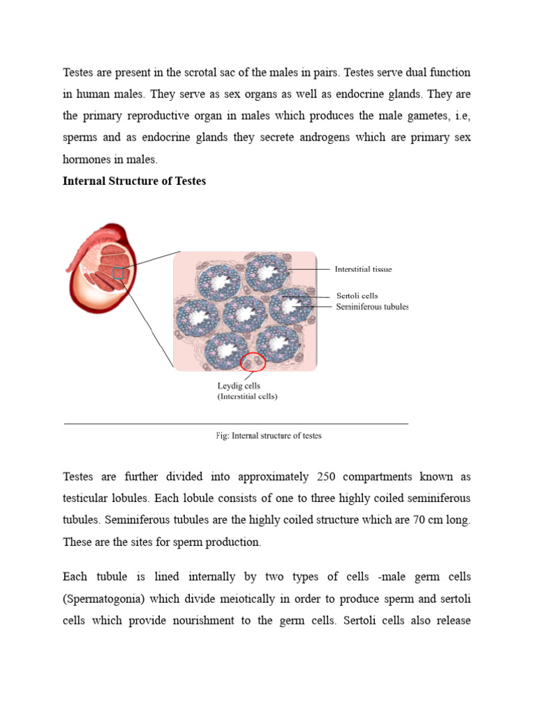 Male Reproductive Physiology | PDF | Testicle | Reproductive System