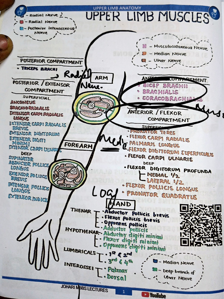 Johari Mbbs Notes | PDF