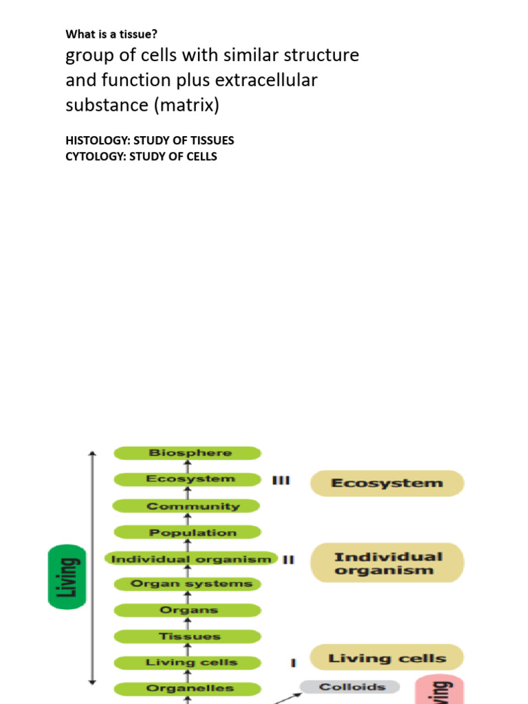 Tissue Types, Glands, and Repair | PDF