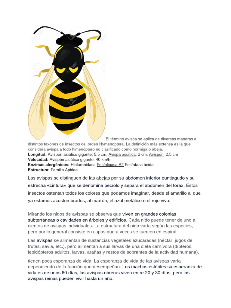Características y Hábitos de las Avispas | PDF