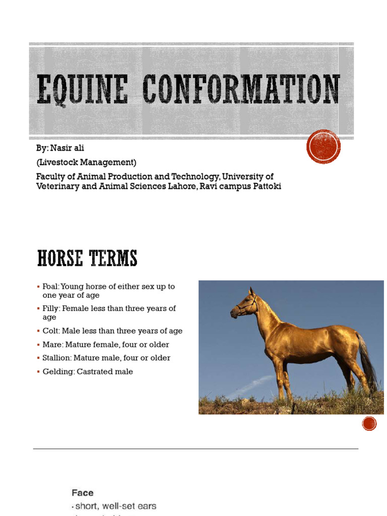 10-Equine conformation. | PDF
