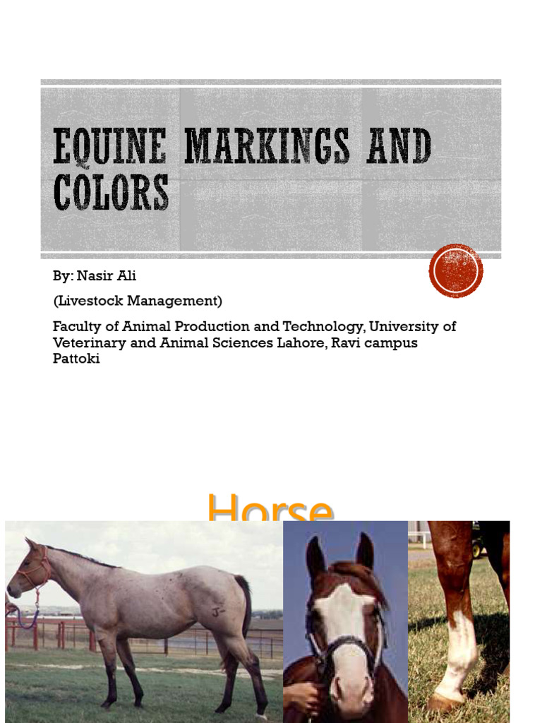 Horse Colors and Markings Guide | PDF | Animal Breeding | Color
