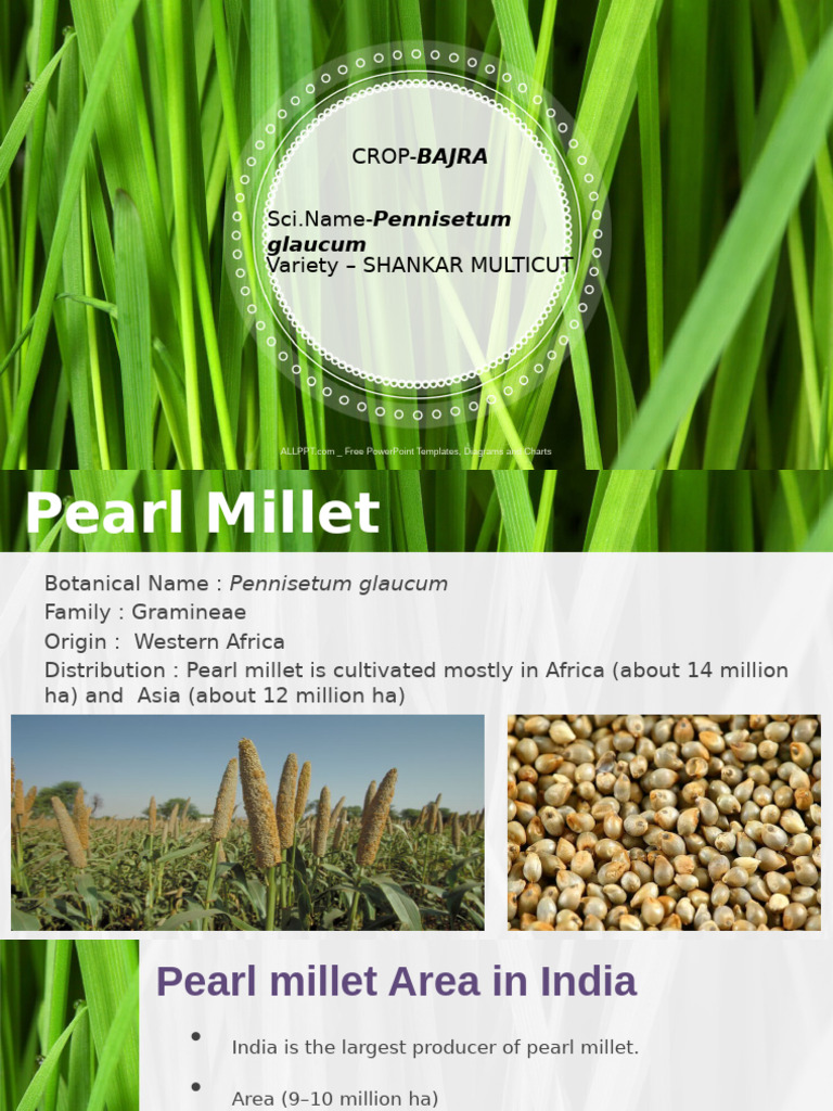Pearl Millet Cultivation Guide | PDF | Sowing | Weed