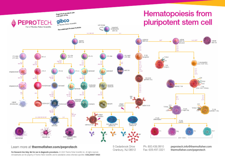 Hematopoiesis Pluripotent Stem Cell Poster | PDF | Immunology | Medical ...