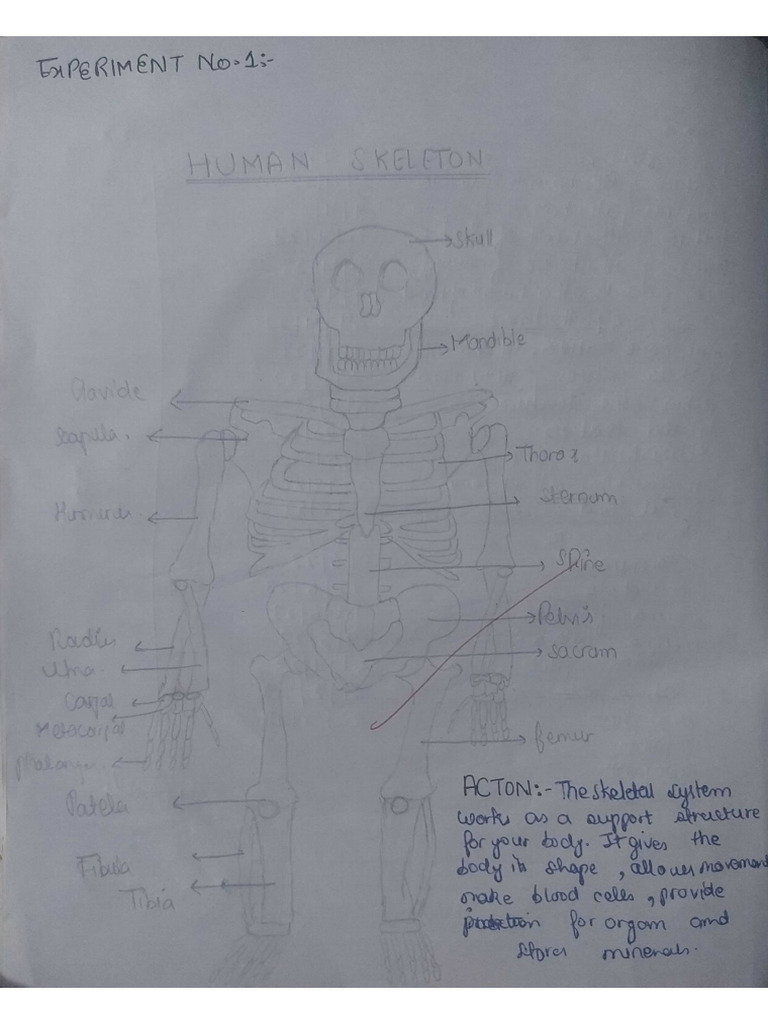 Anatomy Practical 1 | PDF