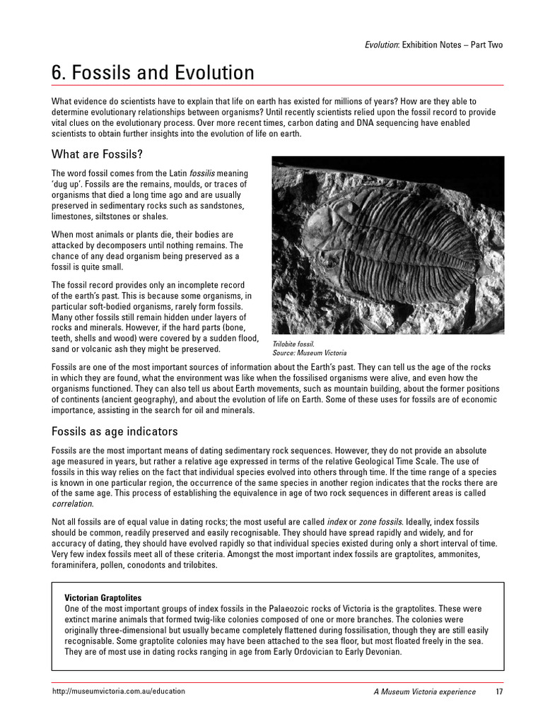 Fossils: Evidence of Evolution and Age | PDF | Hominidae | Cell (Biology)