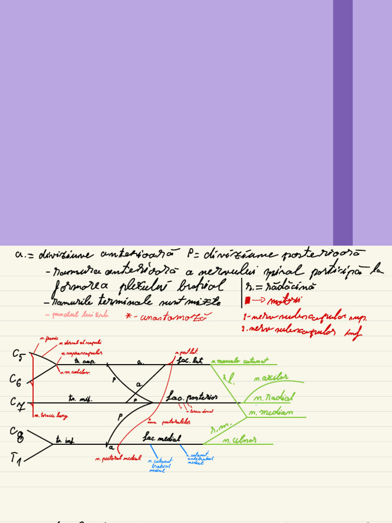 Plexul Brahial | PDF