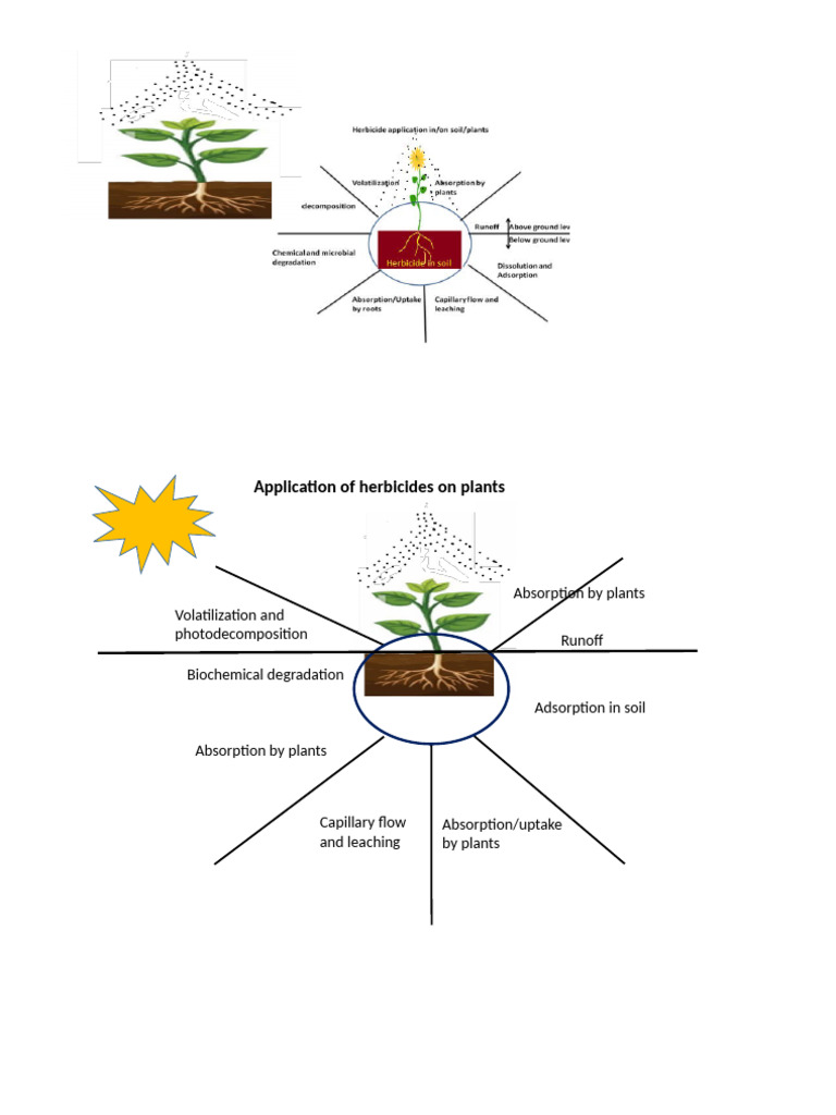 Soil Adsorption and Plant Uptake Processes | PDF
