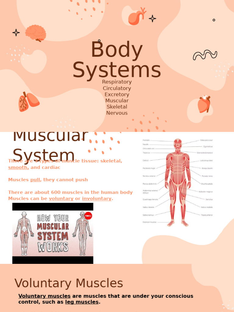Body Systems Notes | PDF | Muscle | Lung