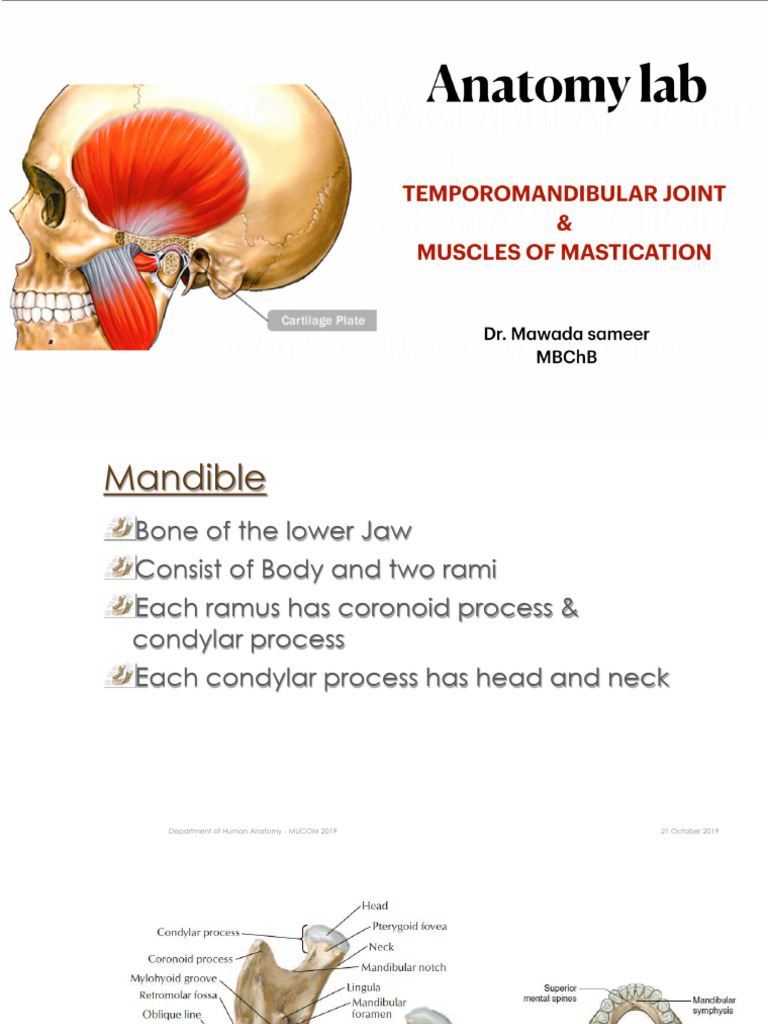 TMJ & Mastication Muscles Guide | PDF