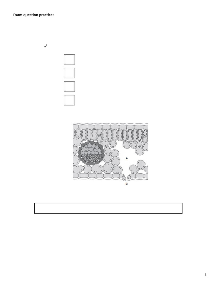 Plant Tissue and Leaf Structure Exam Practice | PDF | Leaf | Tissue ...