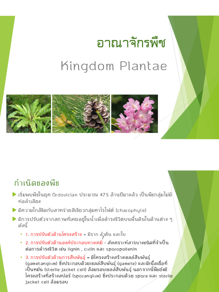 Kingdom Plantae PDF | PDF