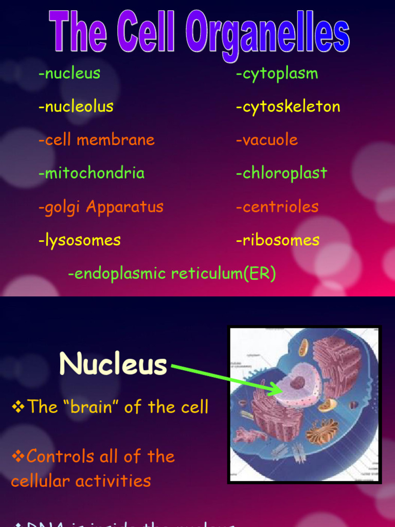 Organelles of the Cell | PDF | Endoplasmic Reticulum | Cell (Biology)