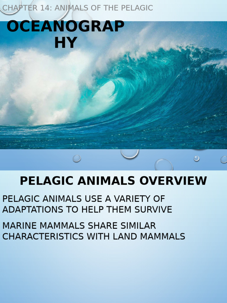 Chapter 14 Pelagic Animals | PDF | Cetacea | Pinniped