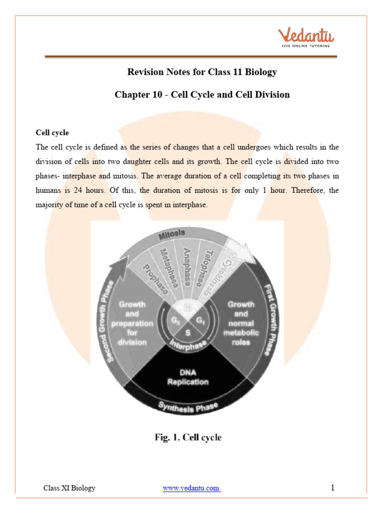 Biology Chapter 10 Cell Cycle and Cell Division Class 11 Notes PDF ...