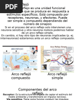 Esquema del Arco Reflejo | PDF
