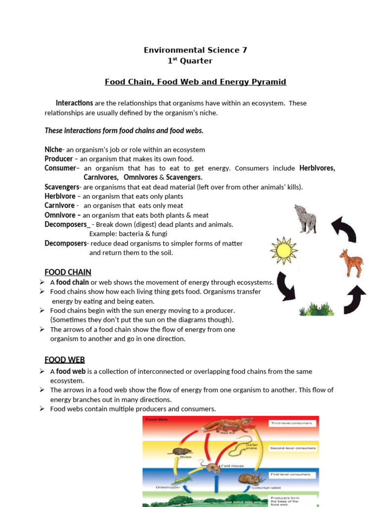 Food Chain and Food Web | PDF | Food Web | Foods