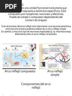 Esquema Arco Reflejo | PDF