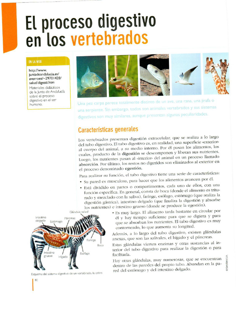 28 - El Proceso Digestivo en Los Vertebrados | PDF