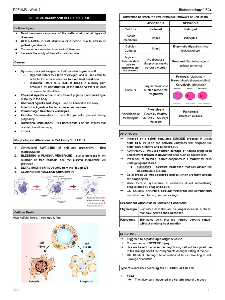 Cellular Injury and Death in Histopathology | PDF | Apoptosis | Necrosis