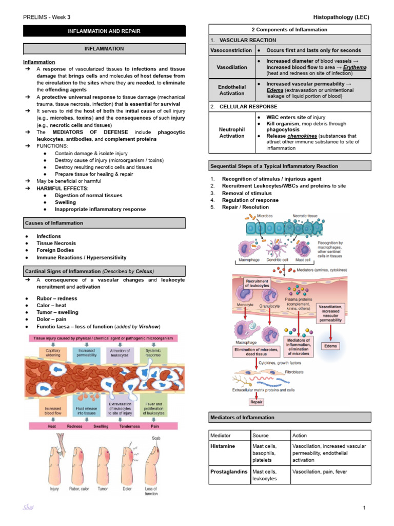 Histopathology LEC - Week 3 - Inflammation and Repair | PDF | Inflammation | White Blood Cell