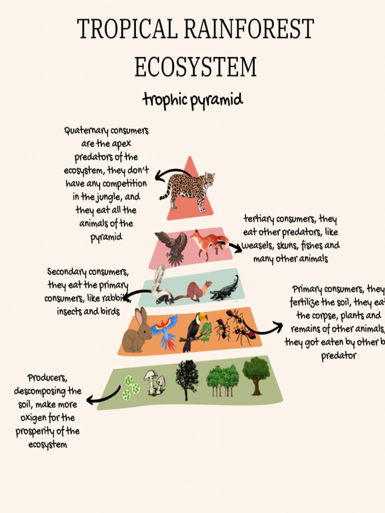 Pyramid of Tropical Ecosystem | PDF