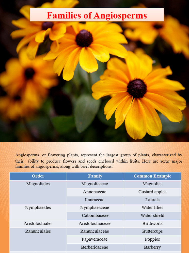 Major Families of Angiosperms | PDF | Flowers | Petal