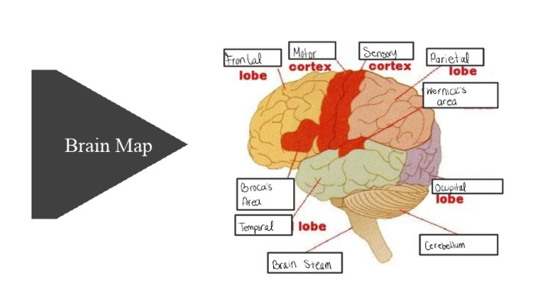 Brain Map Assignment | PDF
