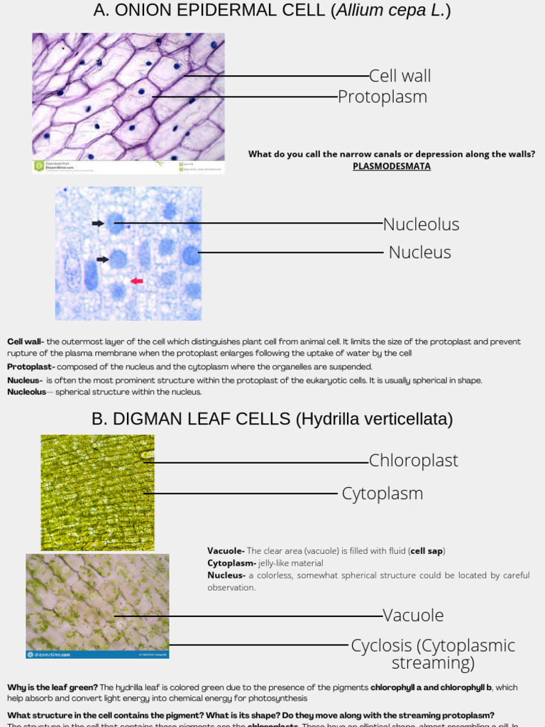 63cbb5b89f9a0 Botany Lab Pictures and Labels | PDF | Meiosis | Mitosis