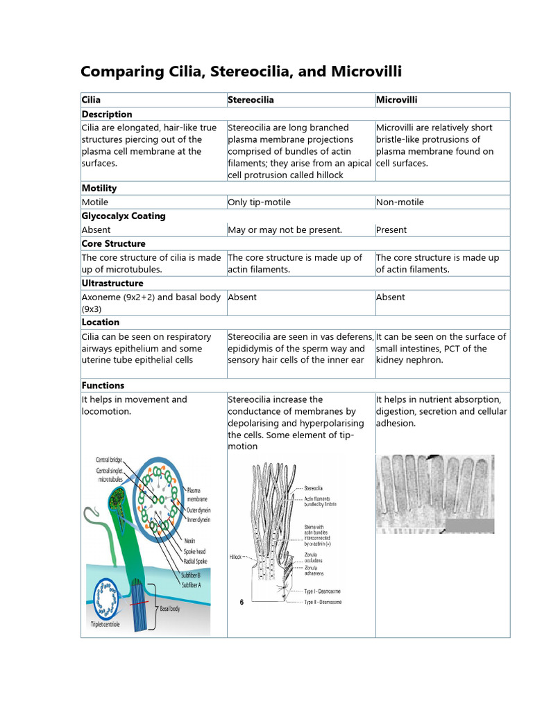 Comparing Cilia | PDF