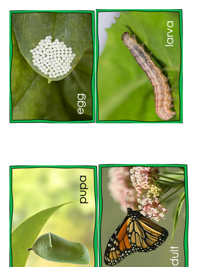 Butterfly Life Cycle | PDF