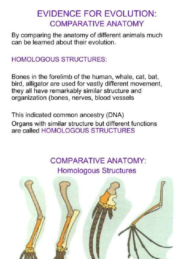 Activity 11comparative Anatomy | PDF