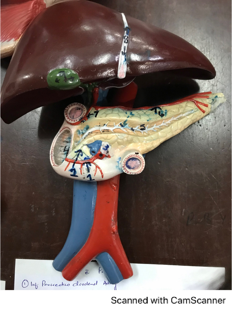 Abdomen + Pelvis Models | PDF