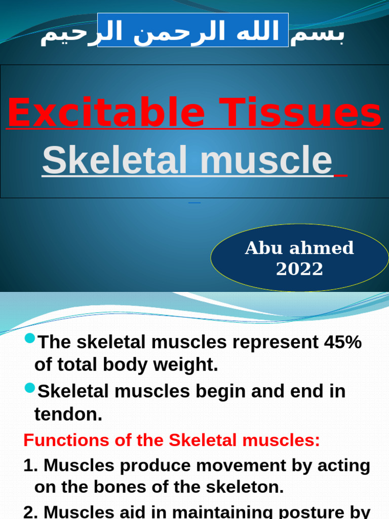 Muscles L4 | PDF | Muscle Contraction | Skeletal Muscle